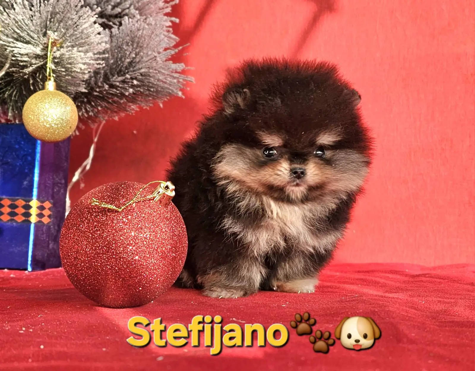Pomeranac Boo štenci CHOCOLATE & TAN NOVO
