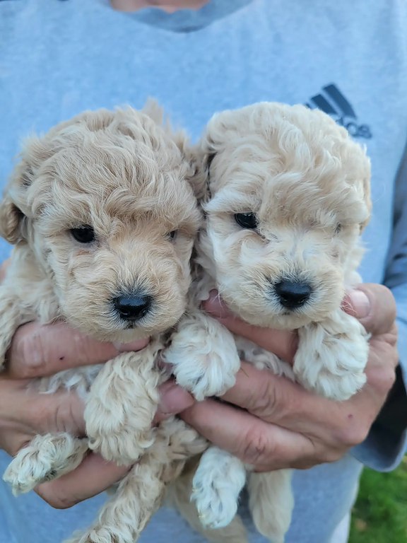 Maltipoo prelepi štenci