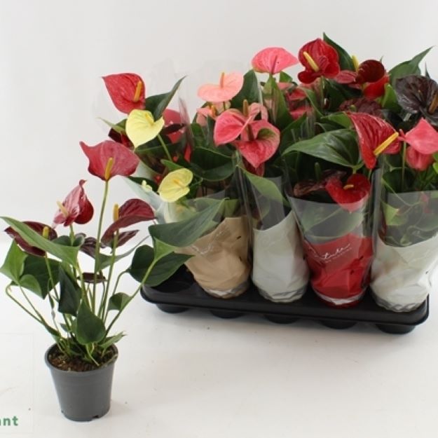 Anthurium Andreanum mix 4 colors R12 48cm