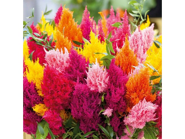 Perjanica visoka Mix (Celosia plumosa) - 100 semena