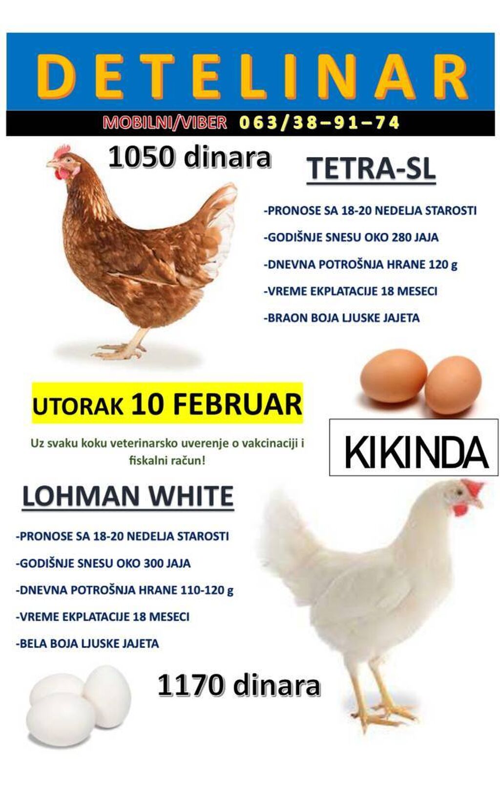 Mlade koke nosilje Tetra-SL i Lohman white! Prevozimo do kucne adrese