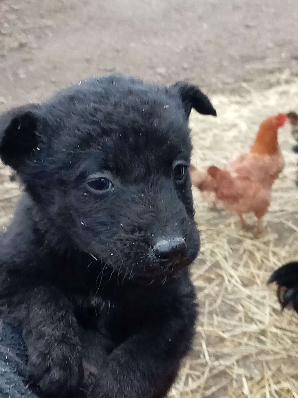 Štenci pulina - Dlaka: kratka, - Starost: štene (vrlo mlado) -