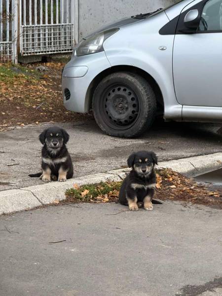 LOLE I BOLE TRAŽE ZAJEDNIČKI DOM