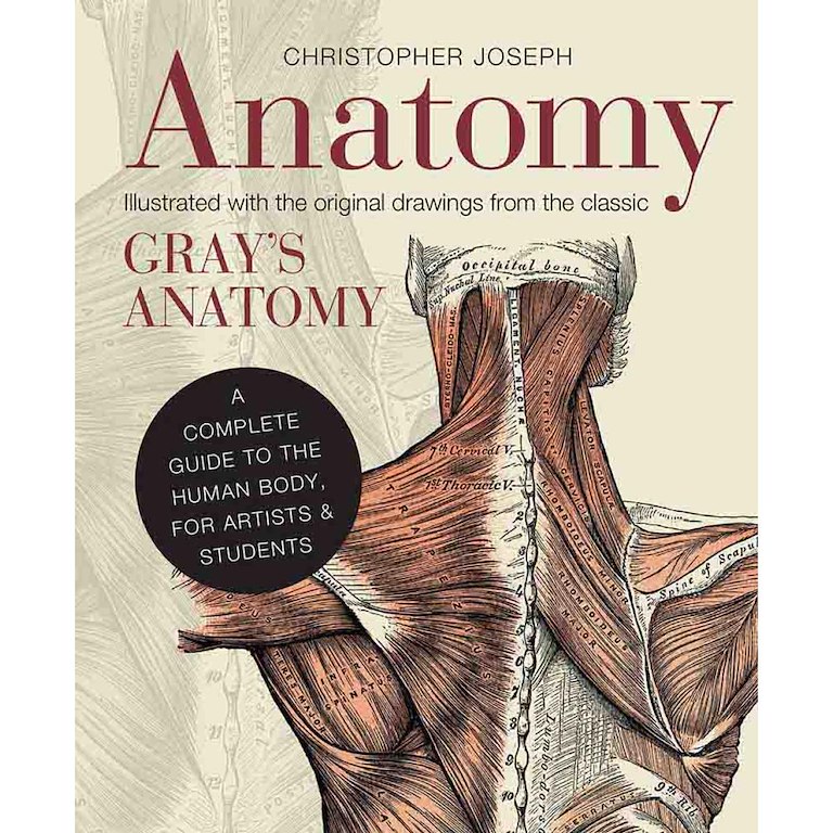 ANATOMY drawings from Grays Anatomy