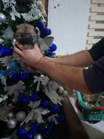 POMERANCI