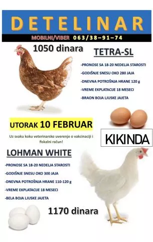 Mlade koke nosilje Tetra-SL i Lohman white!