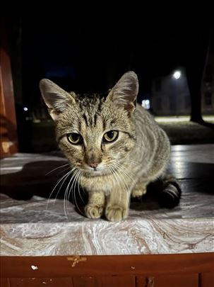 Maca traži dom pre mraza - Loznica