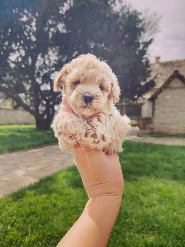 Maltipoo štenci
