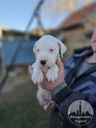 Dogo Argentino štenci