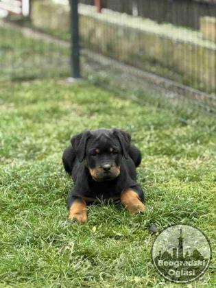 Na prodaju štenad Rottweilera vrhunskog porekla