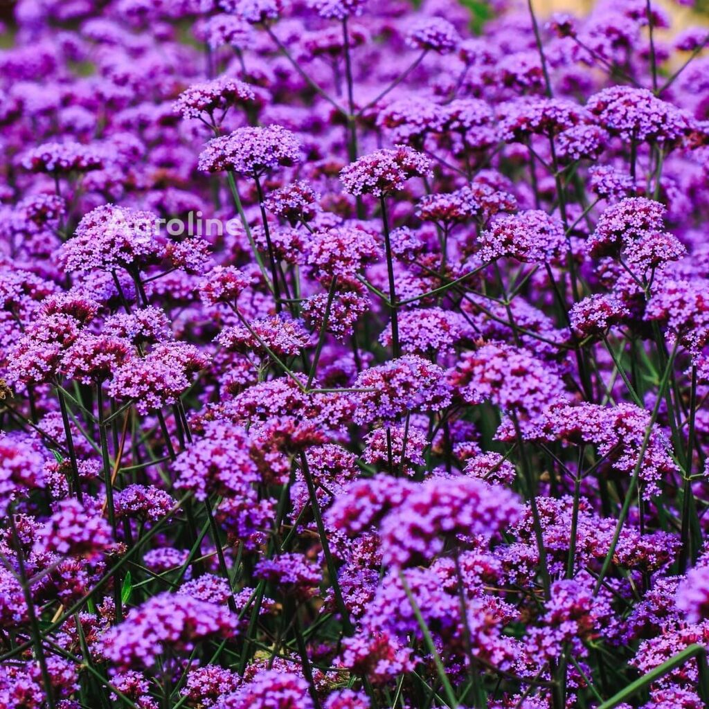 Verbena Patagonska Verbena Bonariensis
