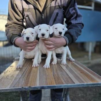 Dogo Argentino štenci ❲ 400 EUR ❳
