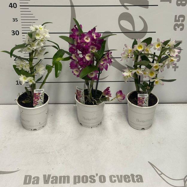 DENDROBIUM NOBILE MIX R12 35CM