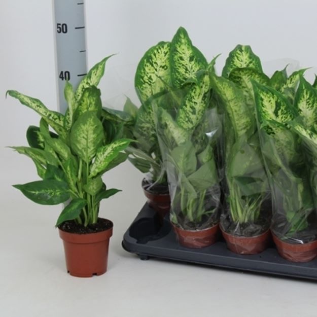 DIEFFENBACHIA COMPACTA 50CM