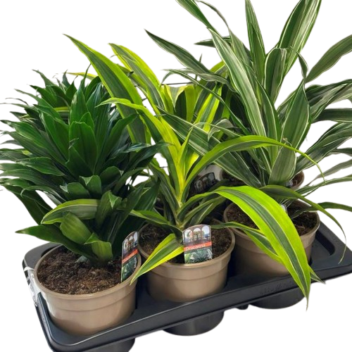 Dracaena fragrans mix 17Ø 50cm 1pp