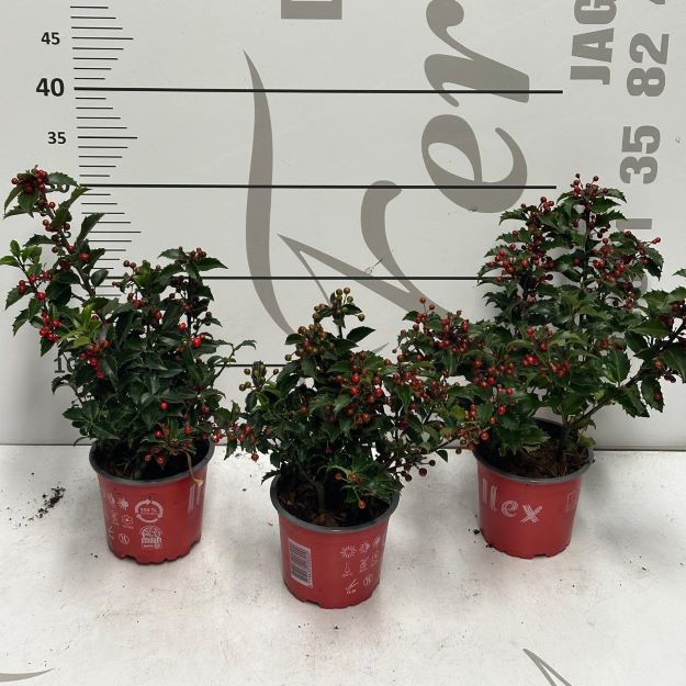 ILEX MESERVEAE R12 27CM