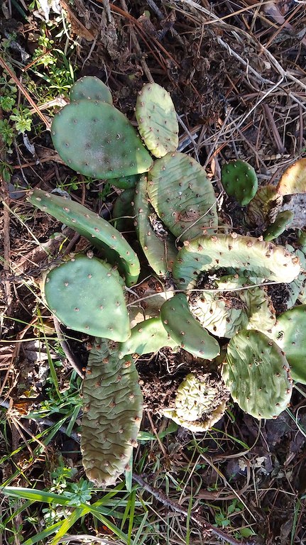 Kaktusi – više vrsta (Opuntia i Mammillaria) - Opuntia (indijske