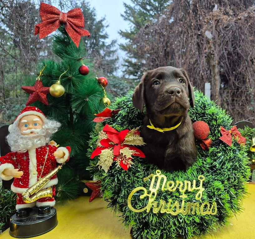 Izuzetna čokoladna štenad Labrador retrivera oštenjena 10. oktobra
