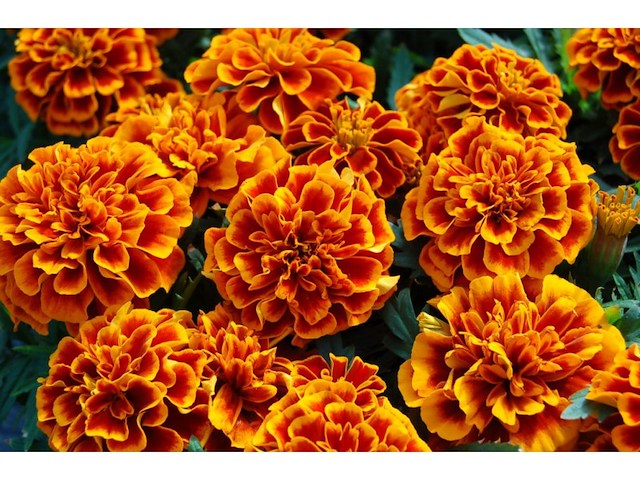 Kadifa `Chica Flame` (Tagetes patula) - 100 Semena