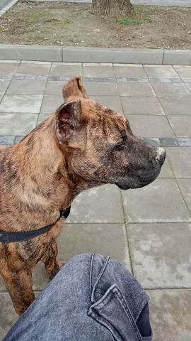 presa canario