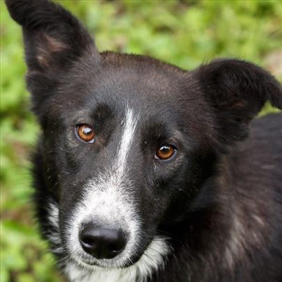 Draga HANA traži dom