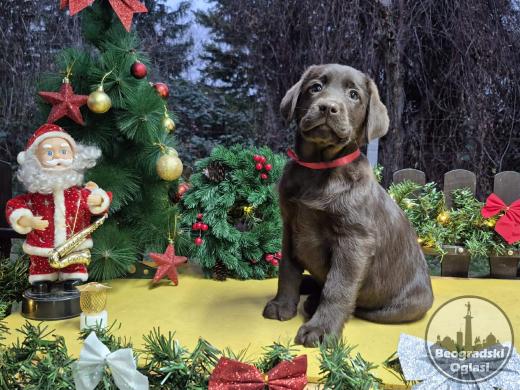 Labrador retriver čokoladni štenci