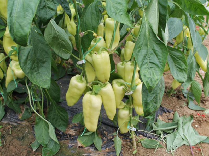 Paprika Prometheus F1 500s Grower