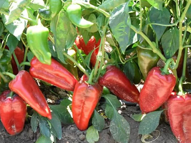 Paprika Carpel F1 500s Grower