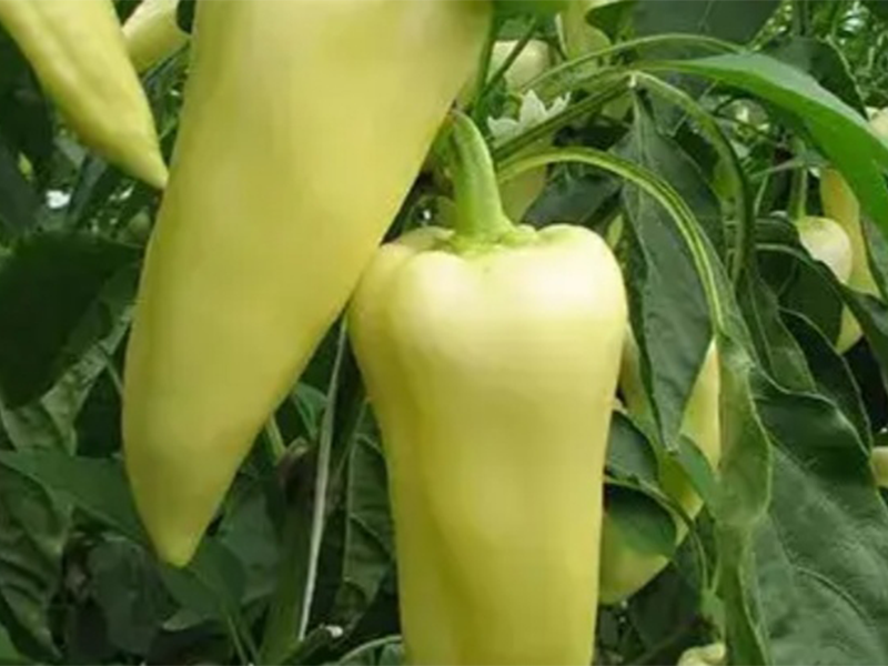 Paprika Cindel F1 500s Grower