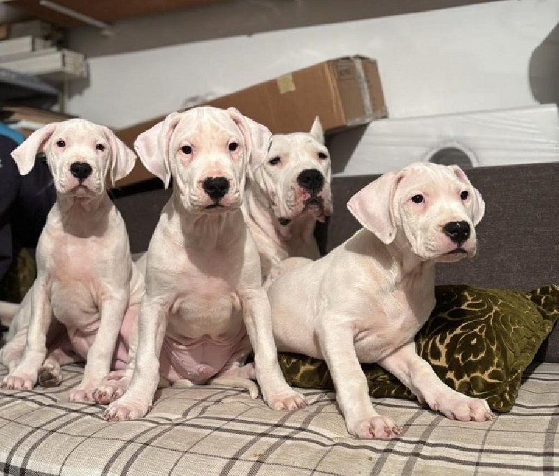 Dogo Argentino