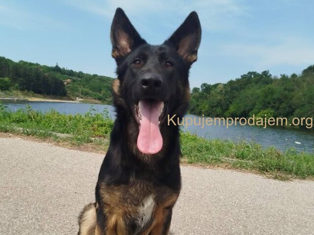 Na prodaju psi nemački ovčari