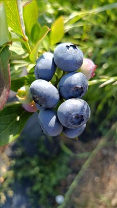 Borovnica u saksijama