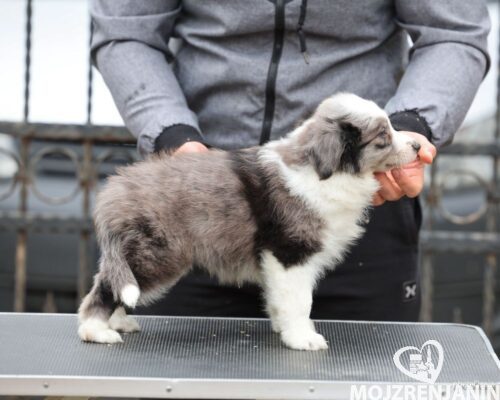 Border Collie Border Koli štenci
