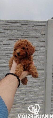 Pudle