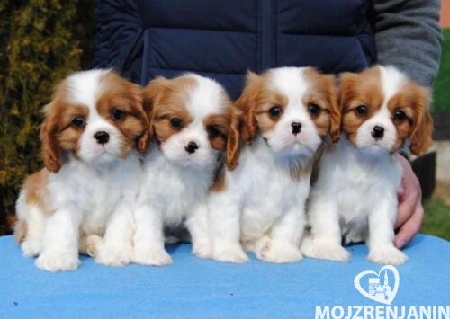 Dostupni štenci Cavalier King Charles spanijela