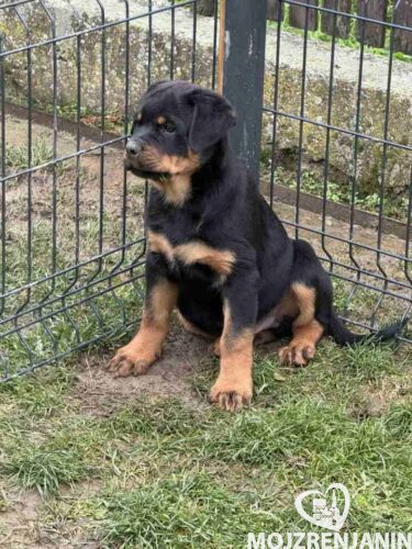 Na prodaju štenad Rottweilera vrhunskog porekla