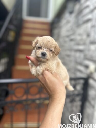 Maltipoo vrhunske genetike
