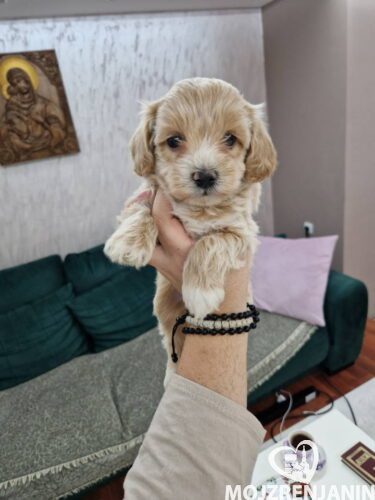 Neodoljivi Maltipoo štenci,