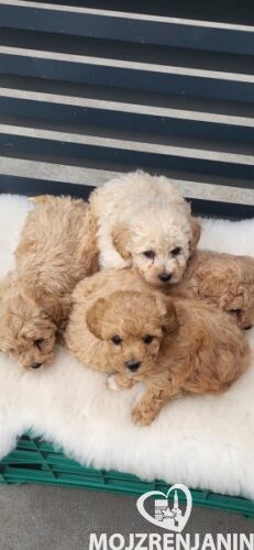 Maltipoo- bipoo