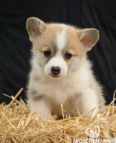 Velski korgi/Welsh Corgi Pembroke