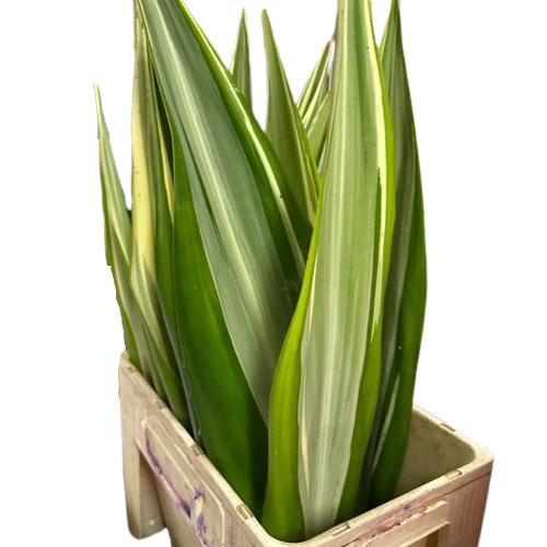 Agave Penco (ec)