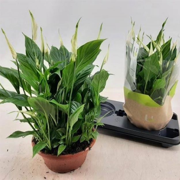Spathiphyllum Bellini 45cm 11fl