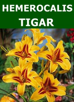 Hemerocalis Tigar