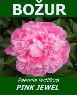Božur Pink Jewel
