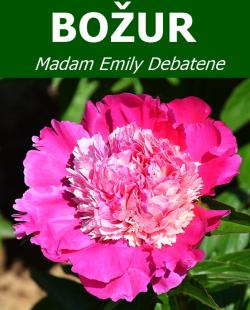 Božur Madam Emily Debatene