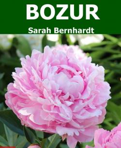 Bozur Sarah Bernhardt