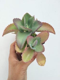 Kalanchoe laetivirens