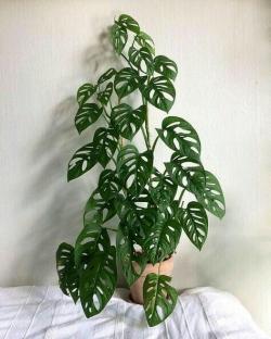 Monstera adansonii Monkey leaf