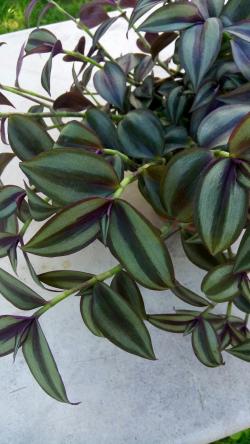 Tradescantia fluminensis Zebrina