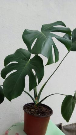 Monstera deliciosa